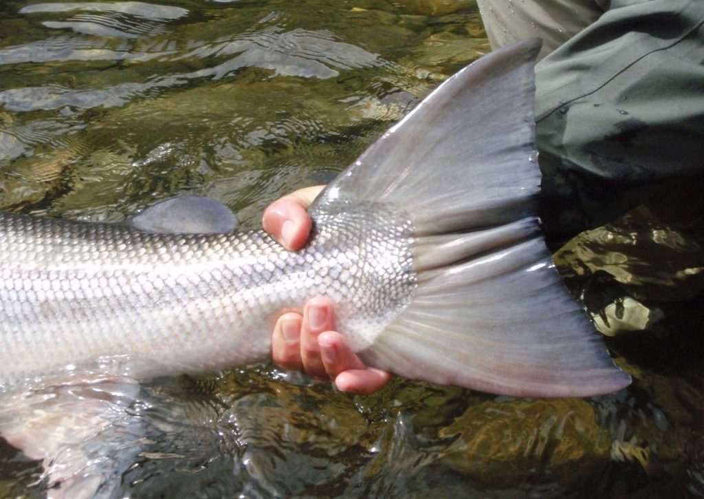 Norway, Gaula Flyfishing Lodge - Fishmaster