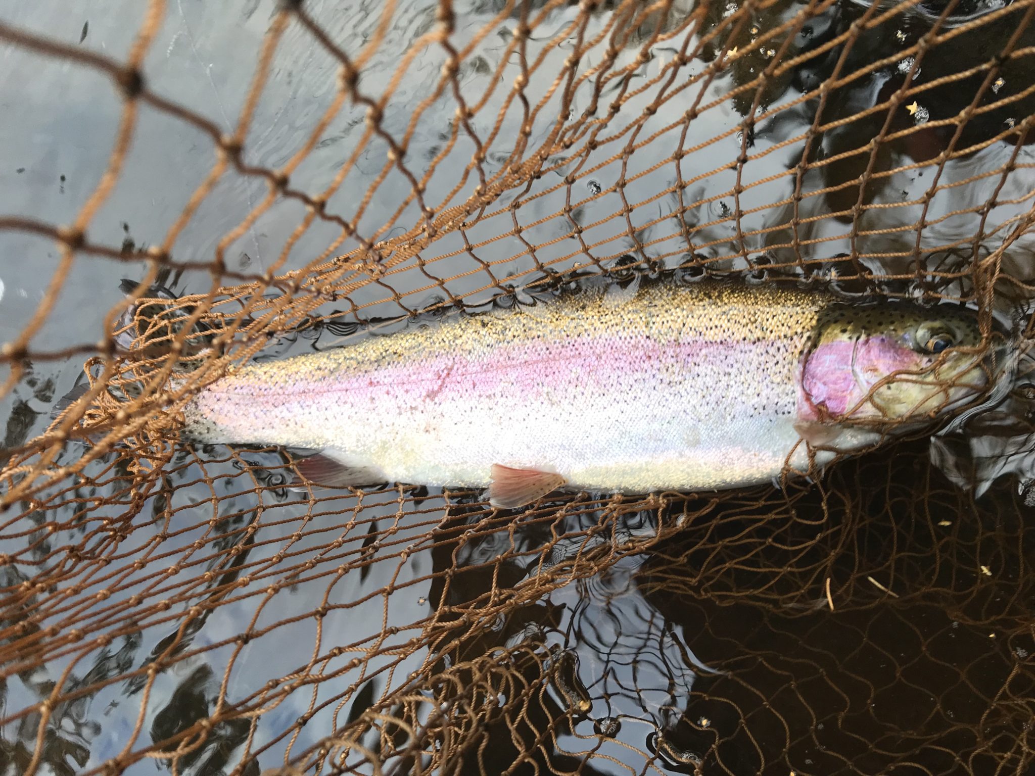 Finland, Merikarvia - Fishmaster